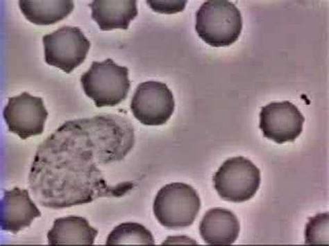 Adam And Eve Data Research