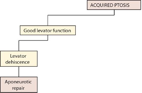 Brief Algorithm Followed For Adults With Acquired Ptosis And Good Download Scientific Diagram