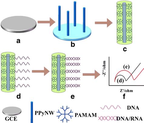 An Ultrasensitive And Selective Mirna Biosensor Was Constructed Based