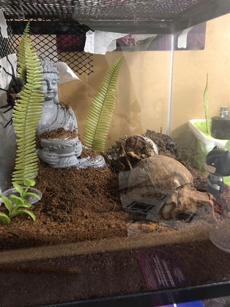 More Substrate Rtarantulas