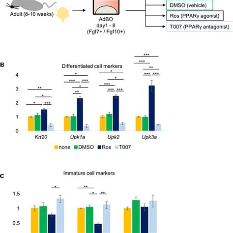 Fgf7 But Fgf10 Induces Differentiation Of Organoid Cells A Download Scientific Diagram