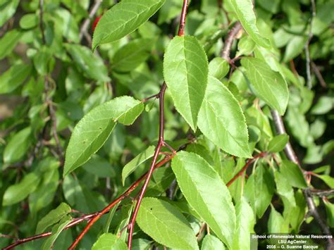 Louisiana Plant Id Prunus Angustifloia Chickasaw Plum