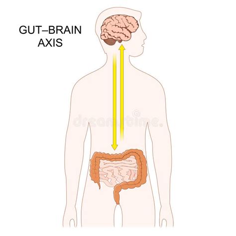 Gutâ€ Brain Axis Microbiota Gut Brain Axis Stock Vector Illustration Of Large Intestines