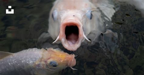 입을 벌린 물고기와 입을 벌린 물고기 사진 Unsplash의 무료 물고기 이미지