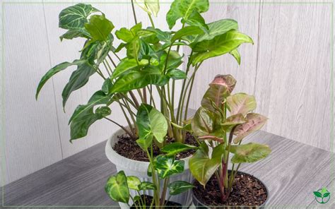 How To Care For Syngonium Plants Plant Index