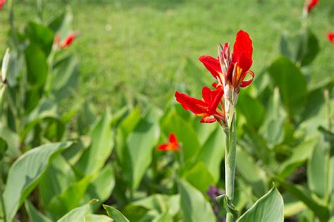 Bunga Ganyong Yang Indah Dengan Daun Hijau Di Taman Foto Stok Unduh Gambar Sekarang Istock