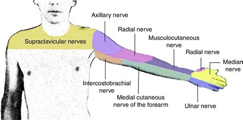 Musculocutaneous Nerve Dermatome