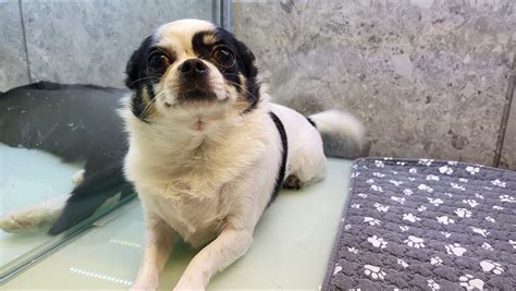 치와와 용기 말티폼키우는방법 보더콜리키우는방법 프렌치불독키우는방법 빠삐용키우는방법 파피용키우는방법 사모예드키우는방법 스피츠키우는방법 시바견키우는방법 시베리안허스키키우는방법