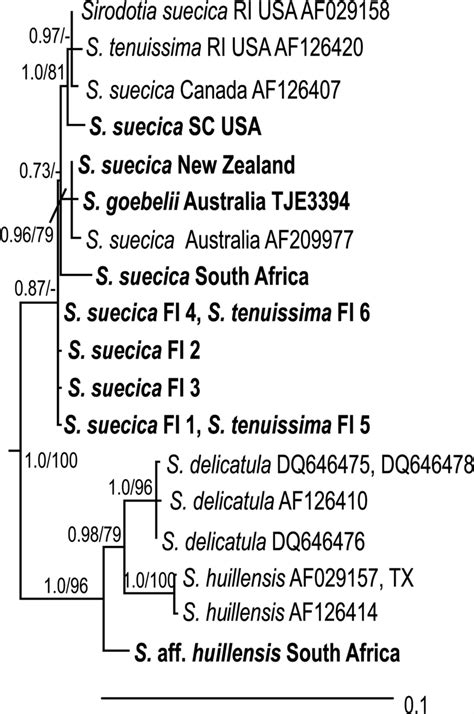 Maximum Likelihood Ml Tree Ln Likelihood 516368597 Based On