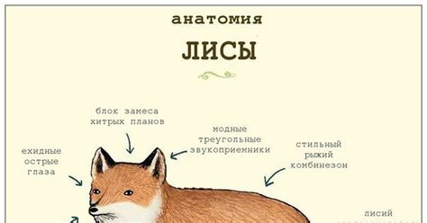 Анатомия лисы | Пикабу