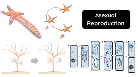 Bacterial Transduction Definition Types Steps Examples Biology