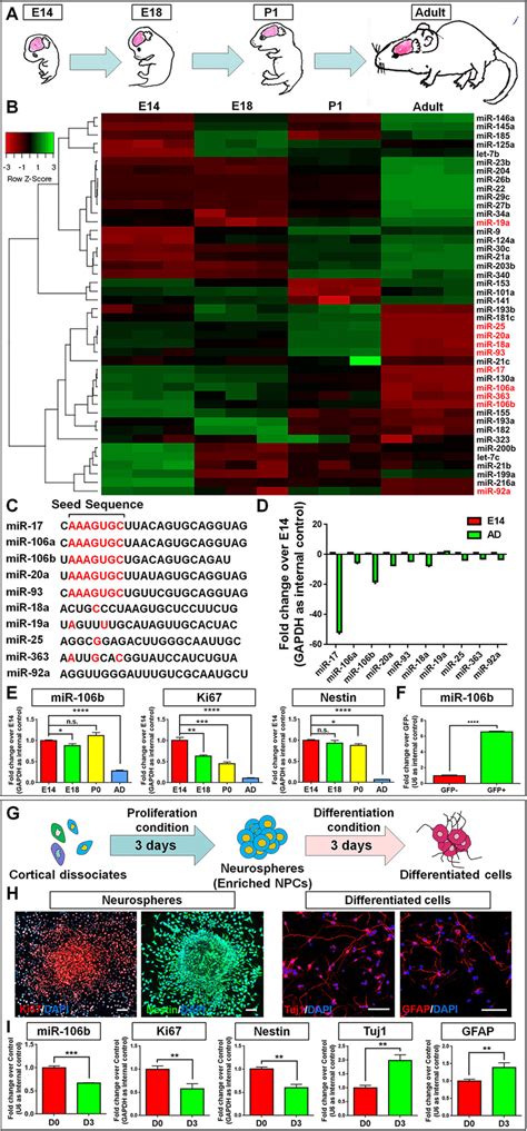 The Temporal Expression Patterns Of Mir 106b Correspond With The