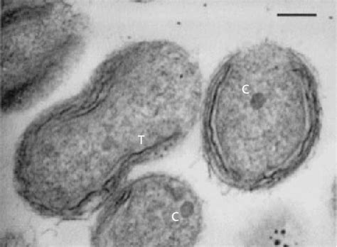 Figure 1 From Prochlorococcus Marinus Chisholm Et Al 1992 Subsp