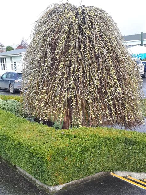 Buy Salix Caprea Pendula Free Freight Over 150
