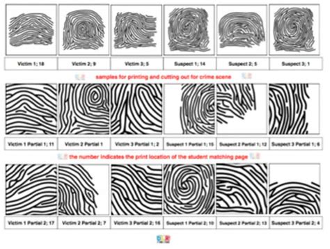 Forensic Science Crime Scene Investigation Activity Tpt