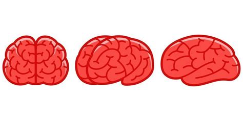 Brain Outline Vector Art Icons And Graphics For Free Download