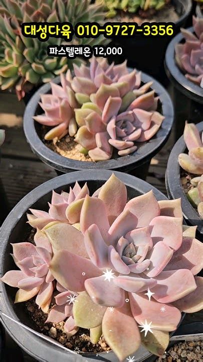 대성다육 20할인 임영웅 온기 다육이 Youtube