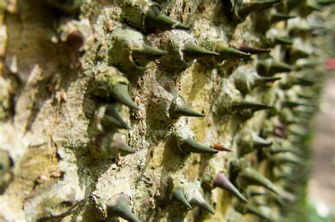 Spiny Tree EpicOfEvolution