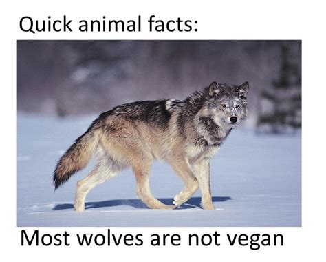 Quick Animal Facts 10 Rmemes