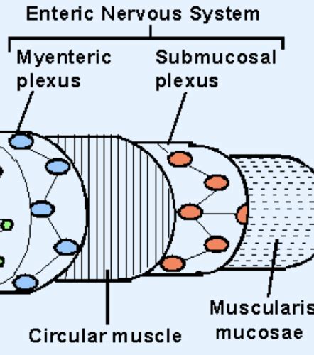 GI Flashcards Quizlet