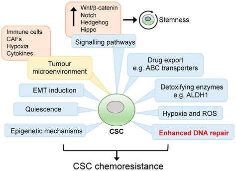 Mechanisms Of Drug Resistance In CSCs CSCs Are Endowed With Multiple Download Scientific