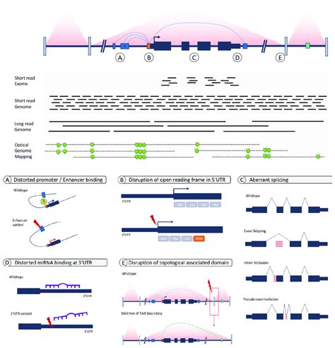 Overview Of Technological Developments And The Role Of Non Coding Dna