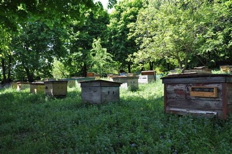 Пасека в деревне (65 фото) - фото - картинки и рисунки: скачать бесплатно