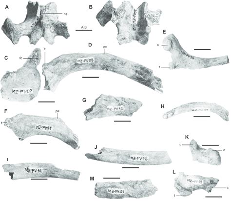 Smilodon Populator From Abismo Iguatemi Vertebrae A C And Rib