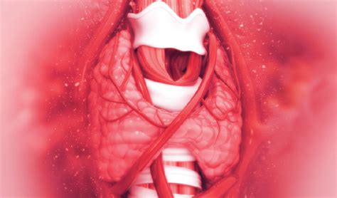 Racgp Thyroid Disease Long Term Management Of Hyperthyroidism And
