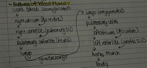 Bio Exam 4 Flashcards Quizlet