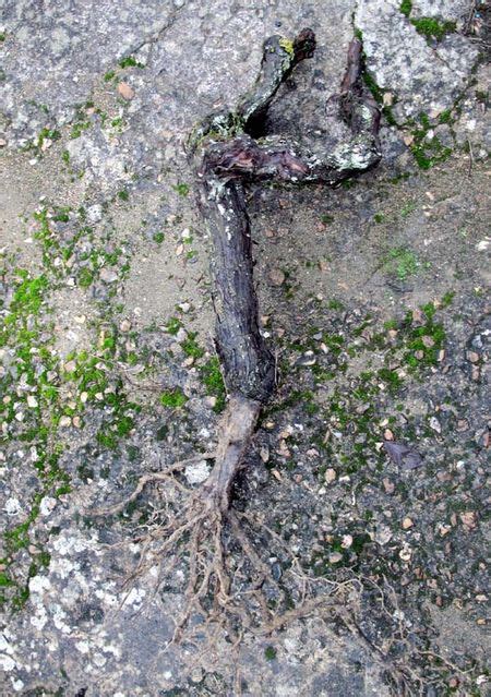 Wine Tasting Vineyards In France The Deep Roots Of Old Vines