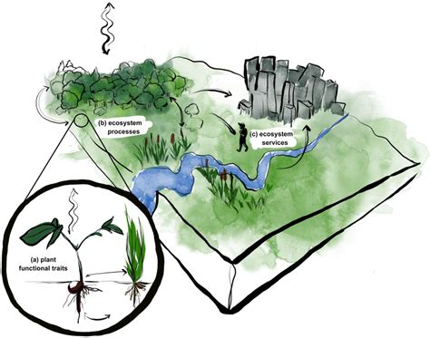 The Relationship Between Plant Functional Traits Shown In The Circle