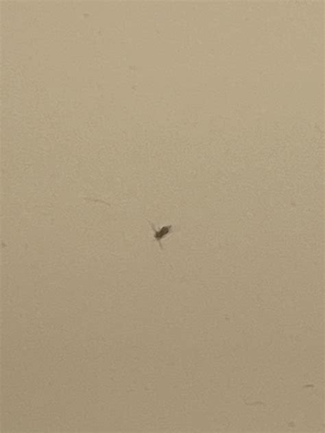 Teeny Bug Id Rbugidentification