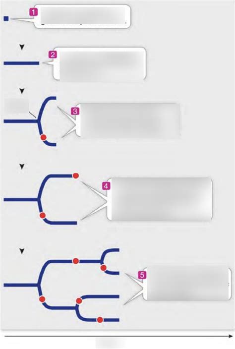 Components Of Phylogenetic Tree Diagram Quizlet