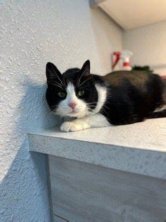 Bean Veterinary Services Dr Rebecca Bean