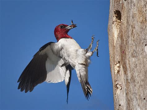 Bird02 Object Detection Dataset And Pre Trained Model By Suranaree