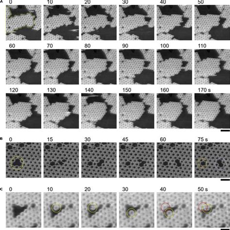 Dynamic Events Involved In Lattice Formation A Lattice Growth Download Scientific Diagram