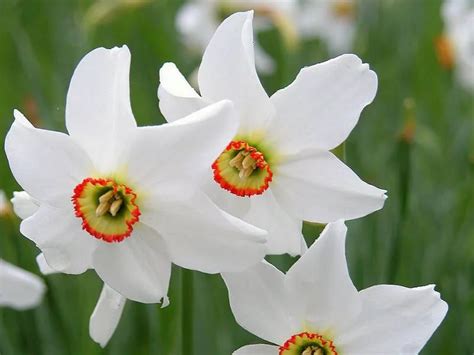 Очаровательные нарциссы виды и сорта с фото посадка и уход Антонов сад дача и огород Дзен