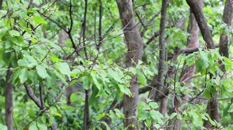 Slow Wind In The Forest With Light Rain In K Video Special For Meditation Videos Stock Footage