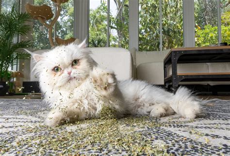 On The Nip Hilarious Photos Of Cats On Catnip Modern Cat