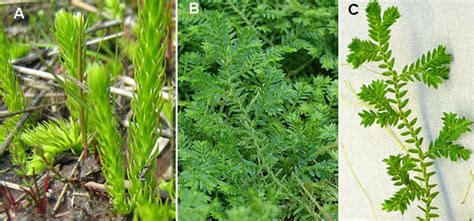 Life Cycle Of Lycopodium Clubmoss And Selaginella Spikemoss