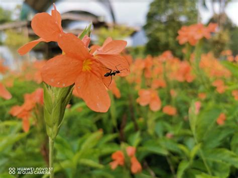 Masih Mencari Laptop Baru Untuk Kolej Miliki Peranti Huawei Ini Serendah Rm Sehari Gempak