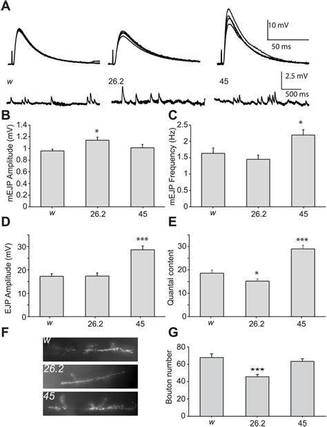 Basal Transmitter Release Is Altered In Nemy Mutants A Example