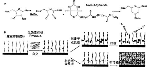 Oligonucleotide Micro Array Chip For Detecting Small Molecule Rna Eureka Patsnap