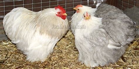 Cochins Bantam