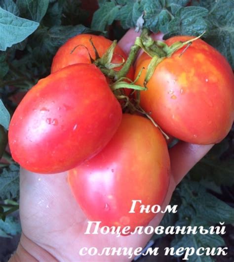Топ 10 самых лучших сортов Серия «Гном Томатный» Мне очень нравятся ...