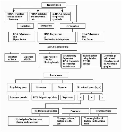 Molecular Basis Of Inheritance Cbse Notes For Class 12 Biology Artofit