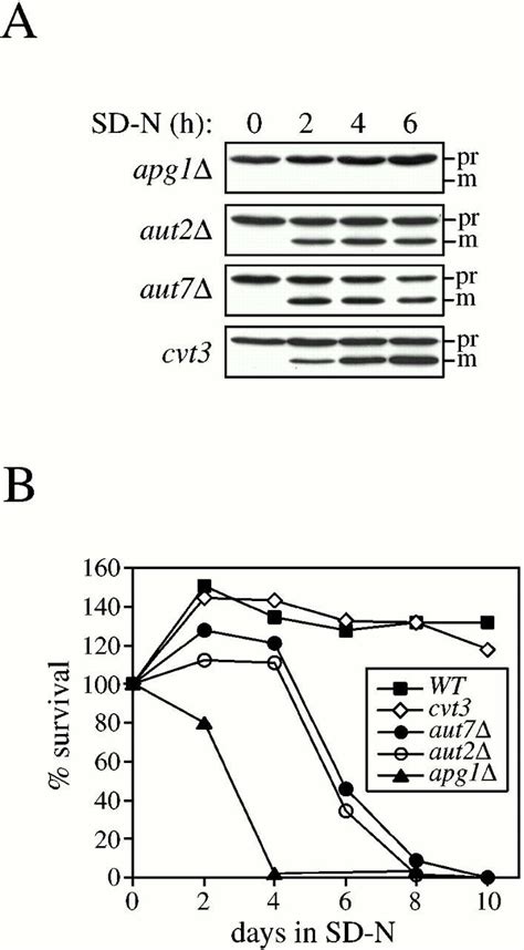 The Cvt Bypass Phenotype Is Correlated With Partial Survival Under