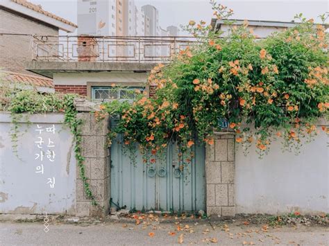 군산시 어느 정겨운 골목길 누군가의 따스한 집 담벼락을 타고 넘어 피어난 한여름날의 꽃 능소화 아