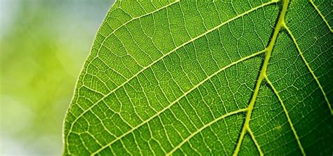 Leaf Lab Quiz
